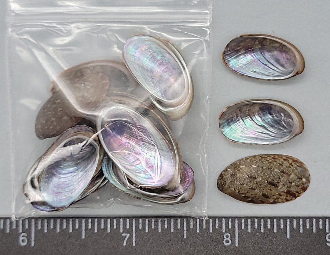Black False Abalone - 18mm to 24mm - 20pcs - Etsy