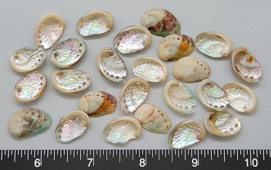 Clean Small Red Abalone Shells 15mm to 20mm 25 Pcs - Etsy