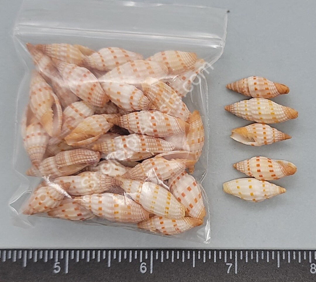 Beautiful Miter Shells - 18mm T0 23mm - 50pcs - Etsy