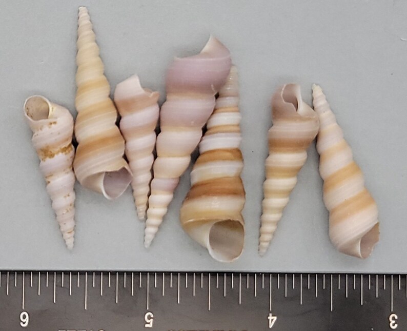 Turritella Shells With a Lavender Cast - Etsy