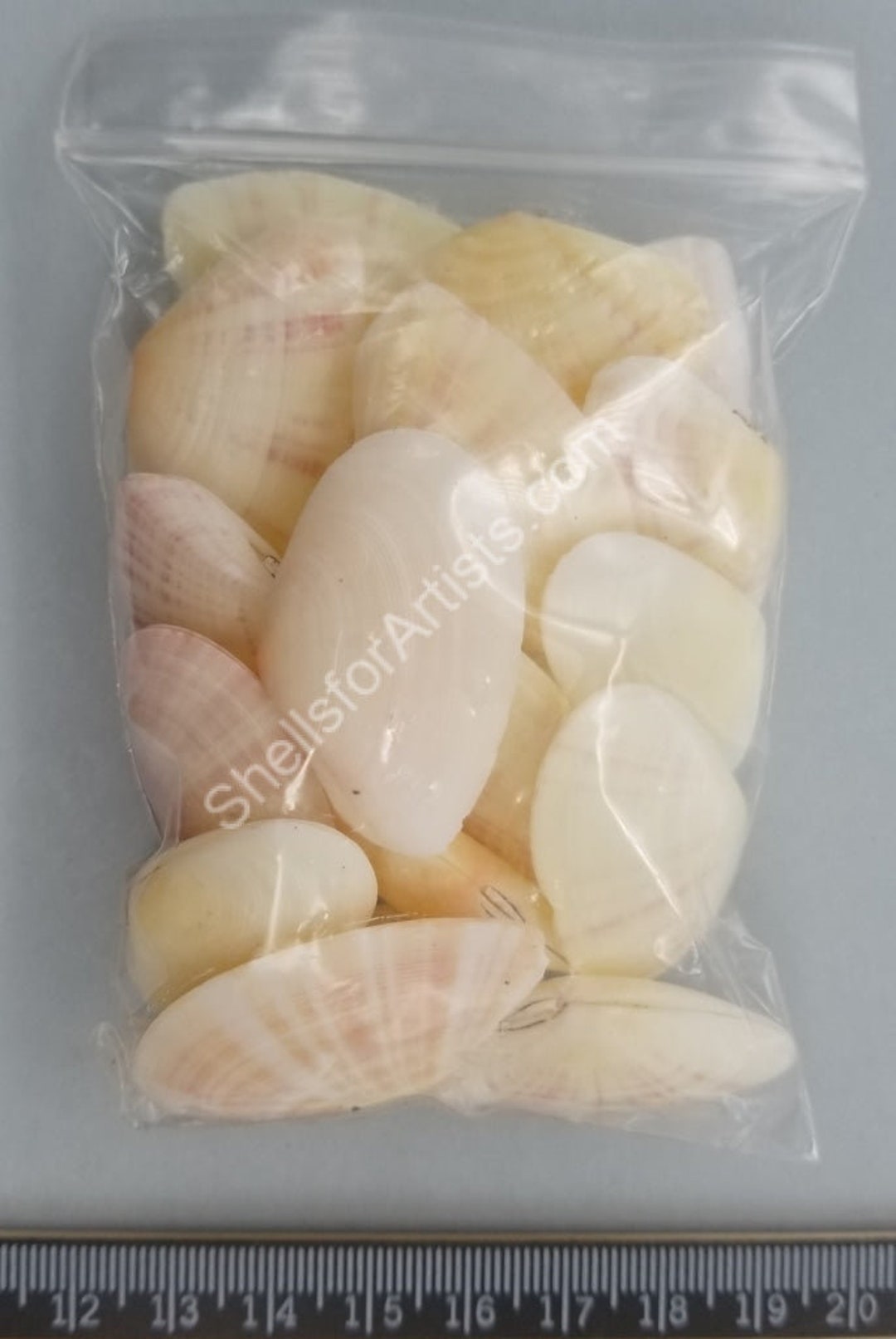 Tellin Shell Pairs 30mm to 38mm 20pcs - Etsy