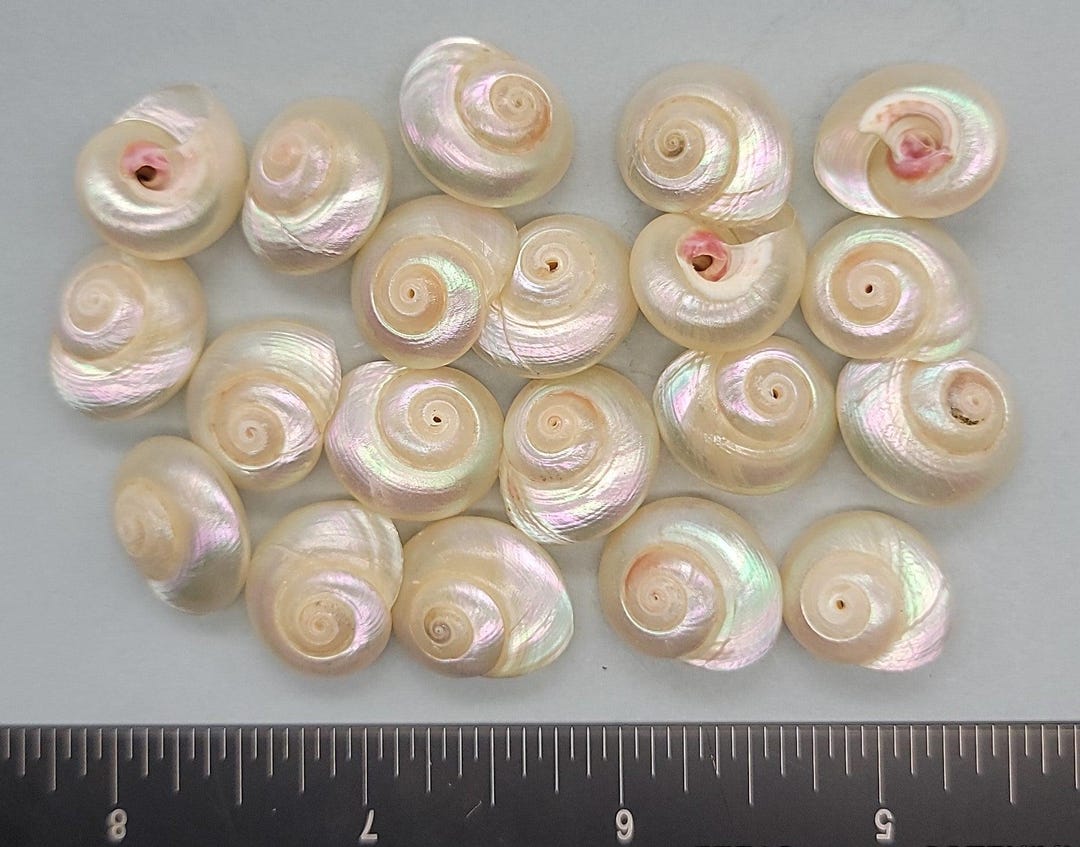 Really Special Pearlized Giant Button Shells 20mm to 30mm 10pcs - Etsy