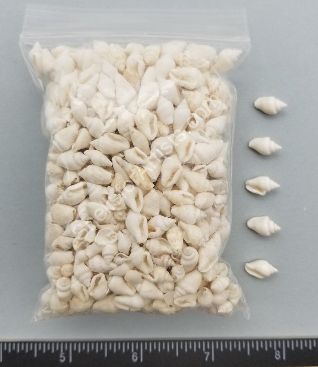 Small Pure White Dove Shells - 8mm to 14mm - 3" X 4" Bag - Etsy