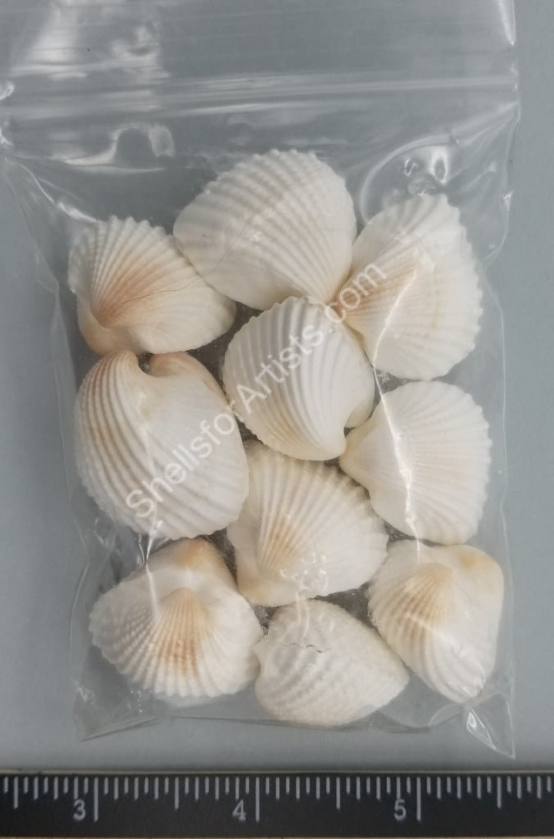 Extra Large Ark Shell Pairs 25mm to 30mm 10 Pairs - Etsy