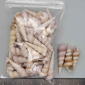 Turritella Shells With a Lavender Cast 28mm to 43mm 3x4 Bag - Etsy