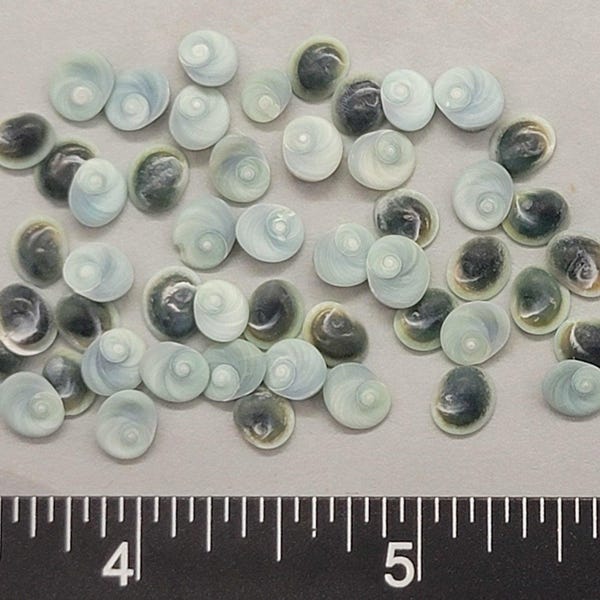 Operculum - Etsy