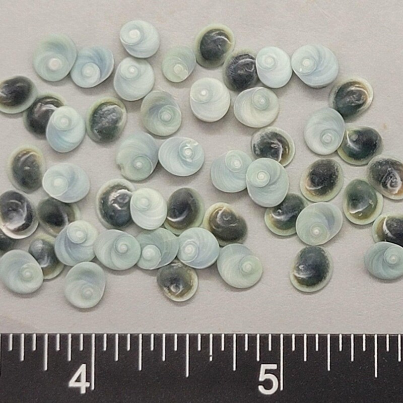 Operculum Shell - Etsy