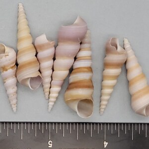 Turritella Shells With a Lavender Cast - 28mm to 43mm - 3"x4" Bag - Etsy