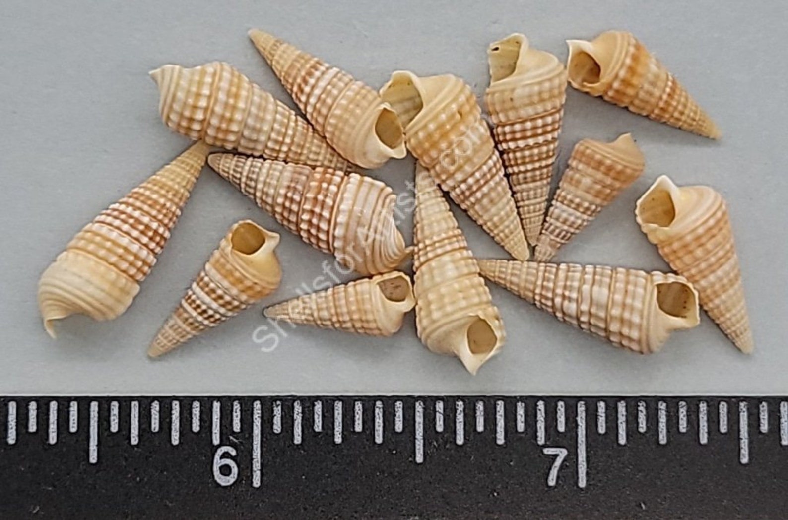 Light Brown Cerith Shells 15mm to 18mm 3 x 4 | Etsy