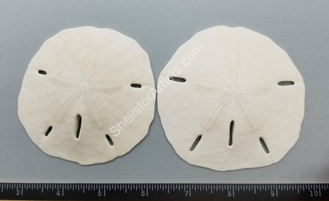 Keyhole Sand Dollar 3.5 to 4 2pcs - Etsy