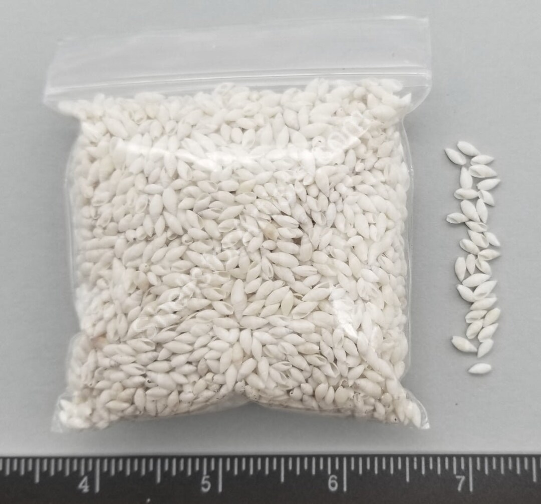 Tiny White Rice Shells 4mm to 7mm 3 X 3 Bag - Etsy