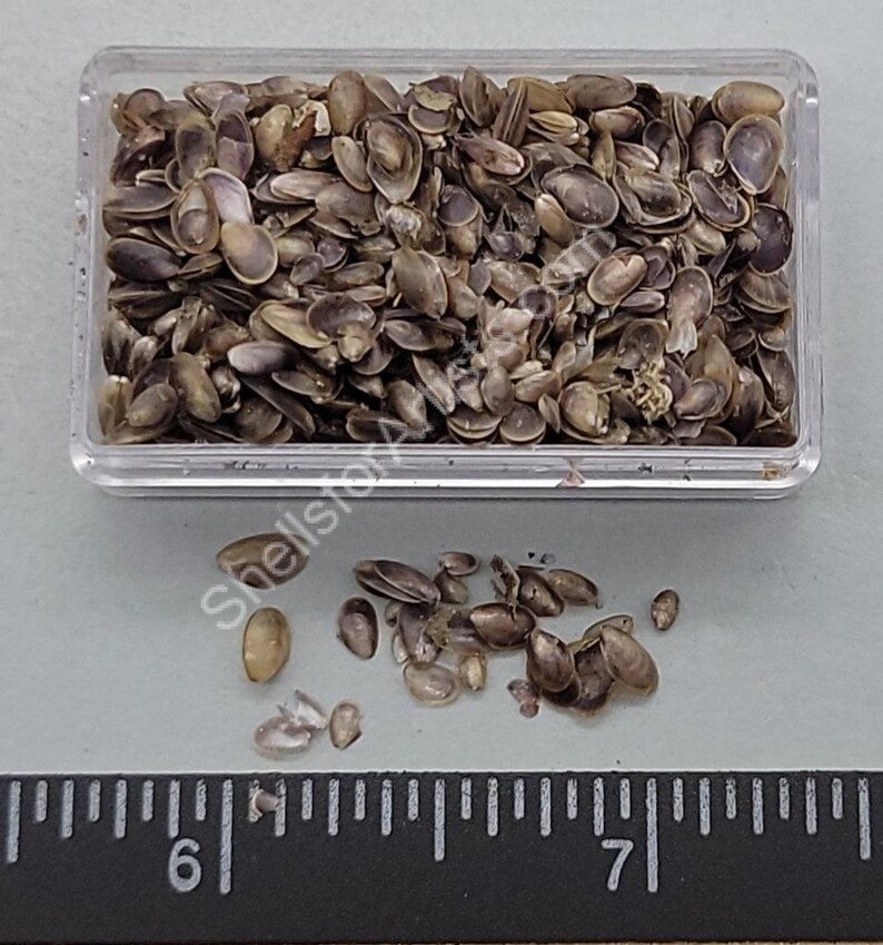 Smaller Micro Mussel Shells- Limited Vintage Stock - Etsy