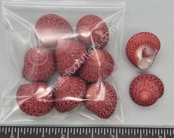 Strawberry Top Shell - Etsy