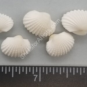 Pure White Ark Shell Pairs Smallest 13mm to 18mm 25pcs - Etsy