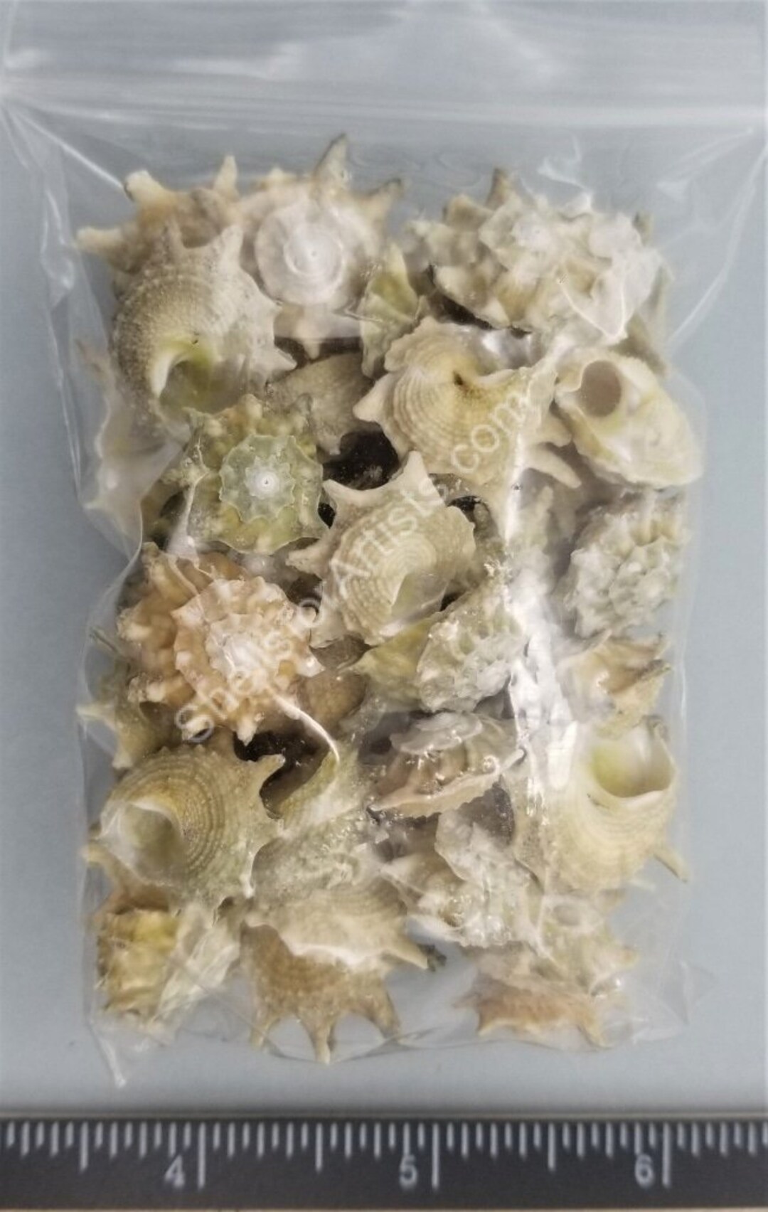 Star Shells - 14mm to 20mm - 50pcs - Etsy
