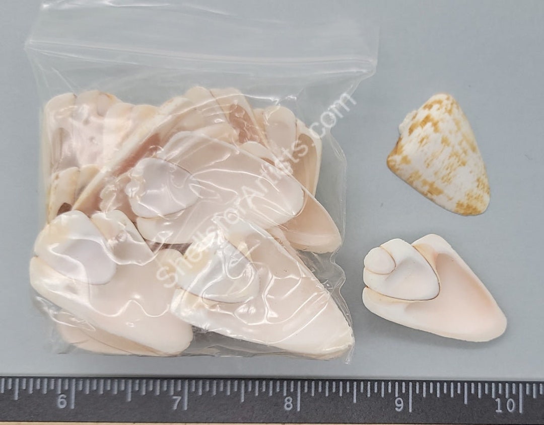 Cut Strawberry Conch Shells 28mm to 40mm 16pcs - Etsy