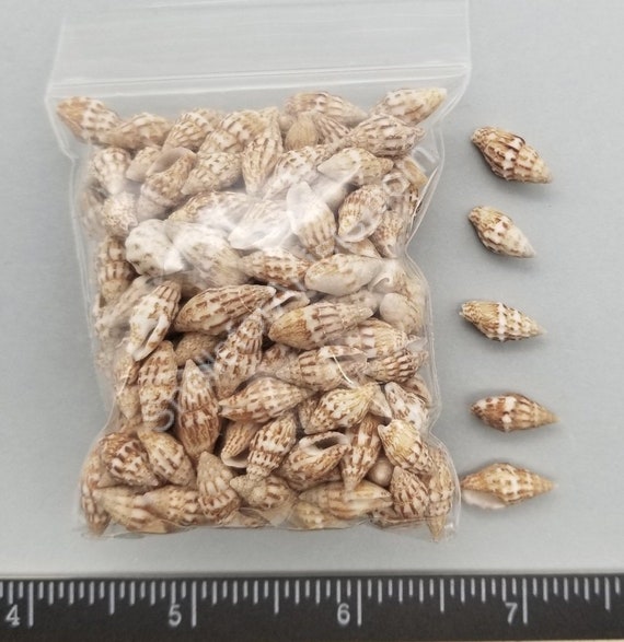 Indian Dove Shells 10mm to 15mm 2.5 X 3 Bag - Etsy