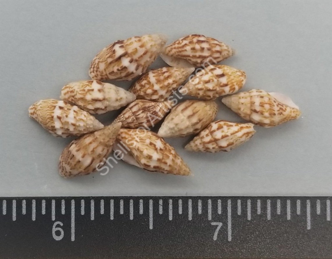 Indian Dove Shells 10mm to 15mm 2.5 X 3 Bag - Etsy