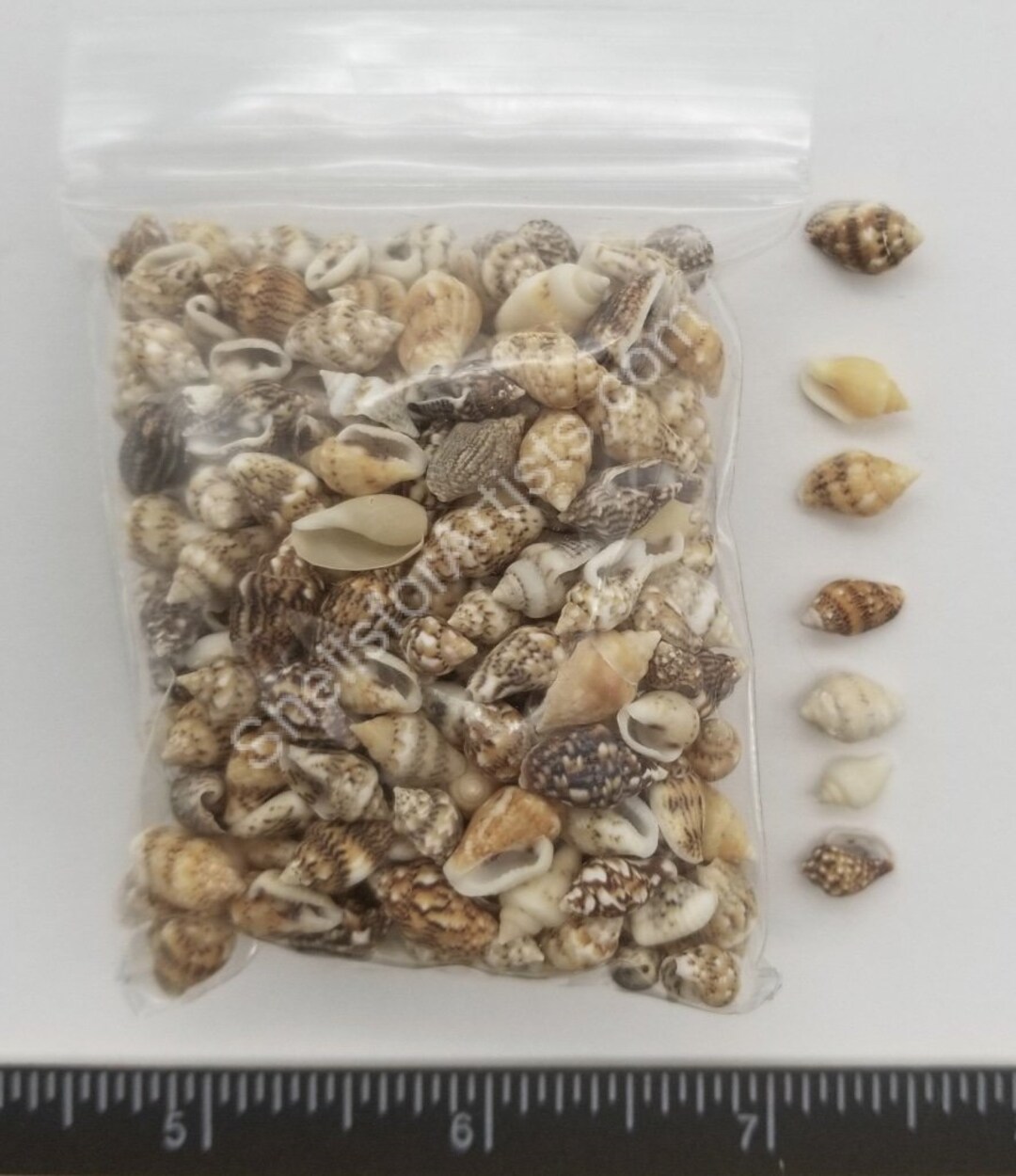 Gold Dove Shells 9mm To14mm 2.5 X 3 Bag - Etsy