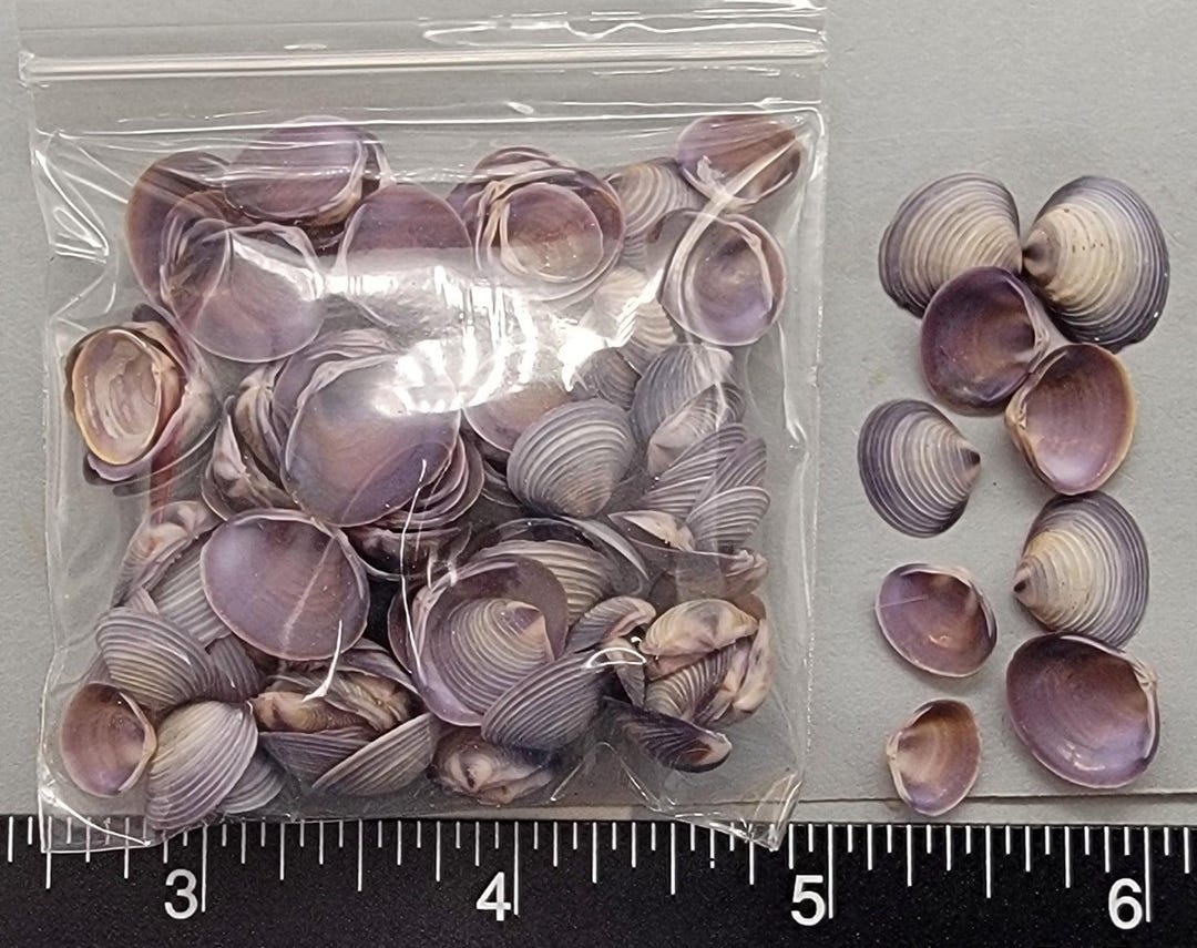 Little Purple Clams - 10mm to 15mm - 2.5"x2.5" Bag - Etsy