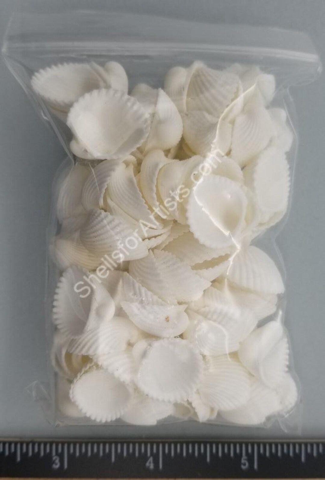 Medium White Round Ark Shells Singles 10mm to 15mm 3x4 Bag - Etsy