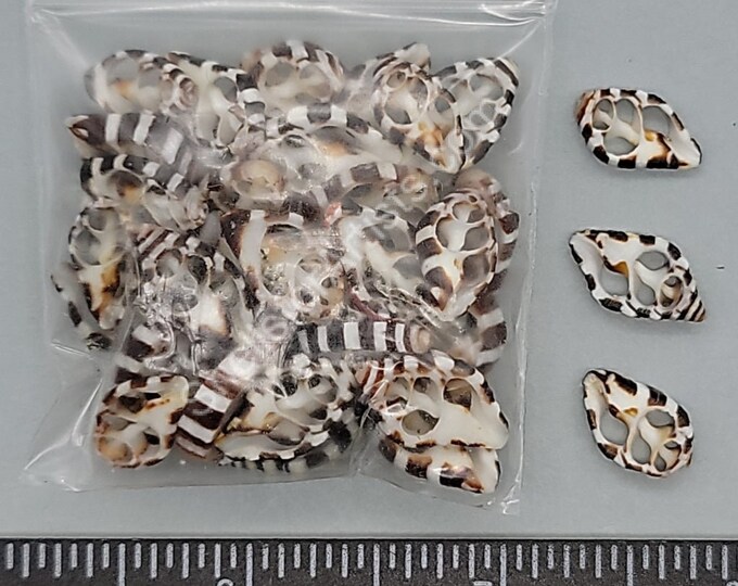 Center Cut Black and White Striped Bumblebee Shells 12mm to 15mm 32pcs ...