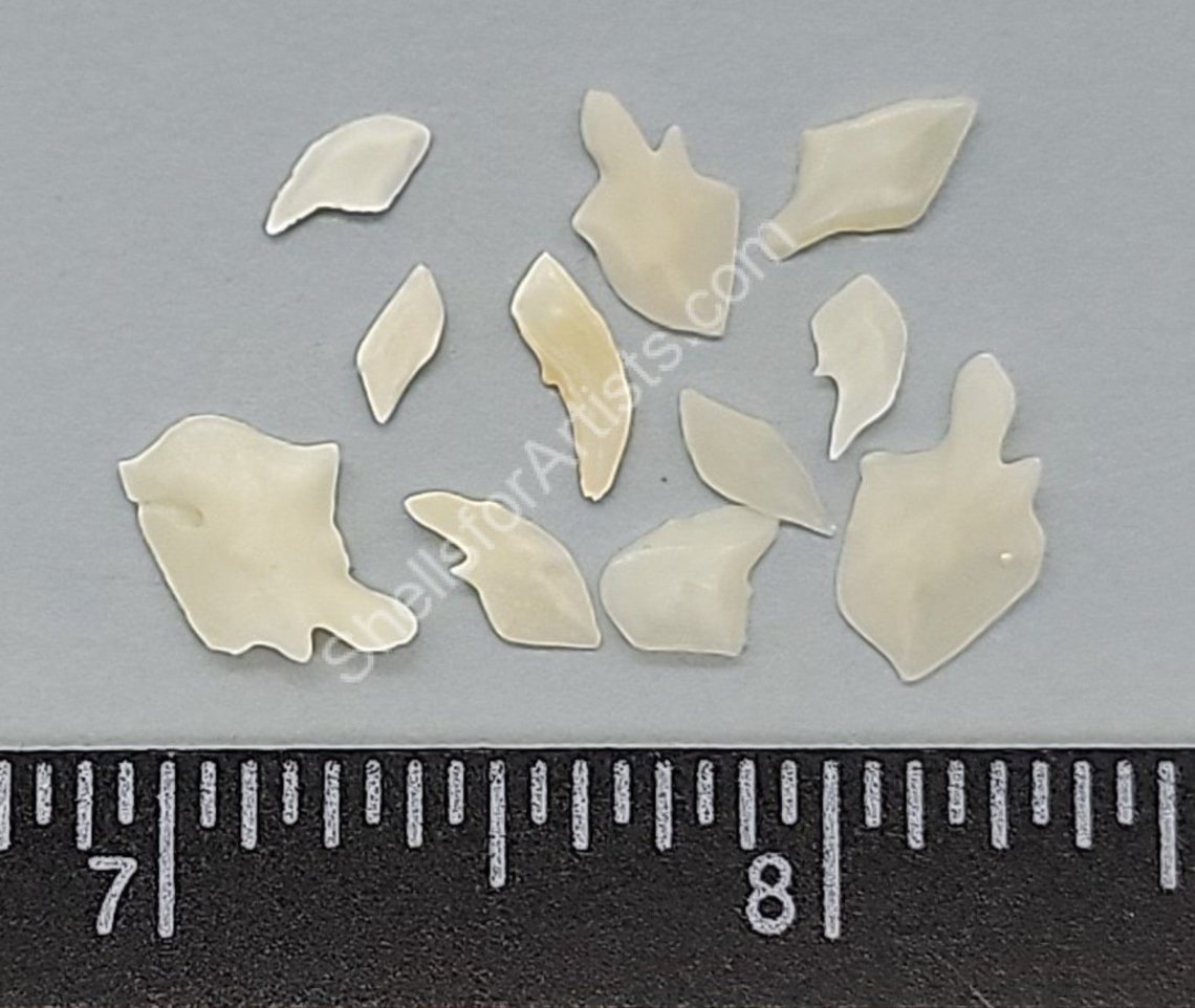 Very Tiniest Gar Fish Scales 4mm to 10mm | Etsy