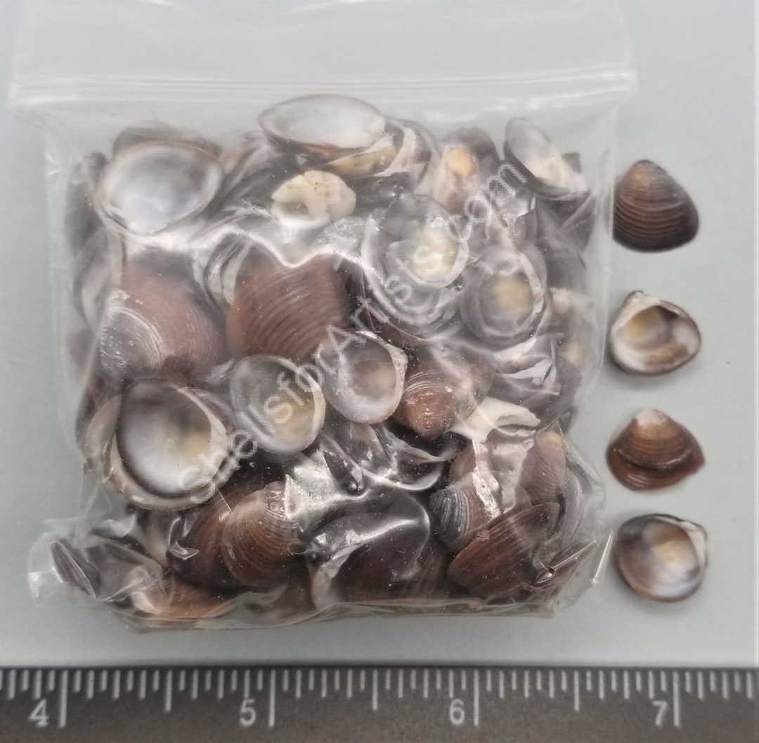 Freshwater Clams With Outside Dark Periostracum - 10mm to 15mm - 3"x3 ...