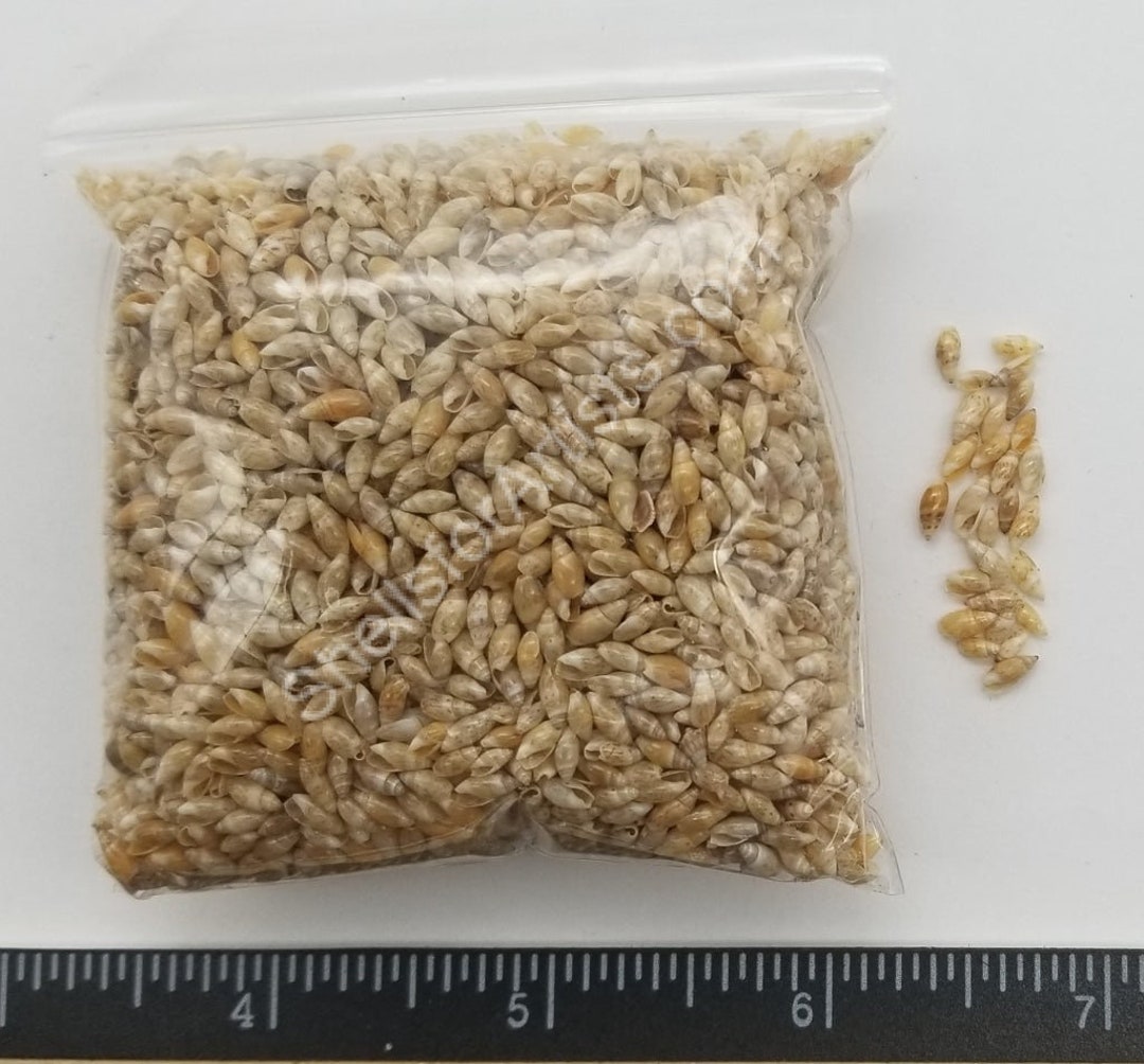 Tiny Tan Rice Shells - 4mm to 6mm - 3" X 3" Bag - Etsy