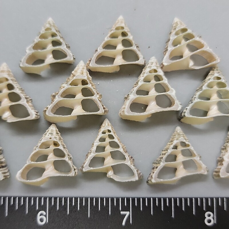 Trochus Shell - Etsy