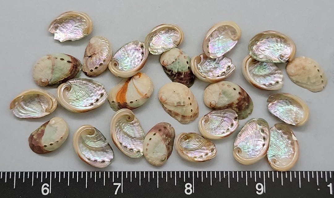 Clean Tiny Red Abalone Shells - 8mm to 15mm - 25 Pcs - Etsy