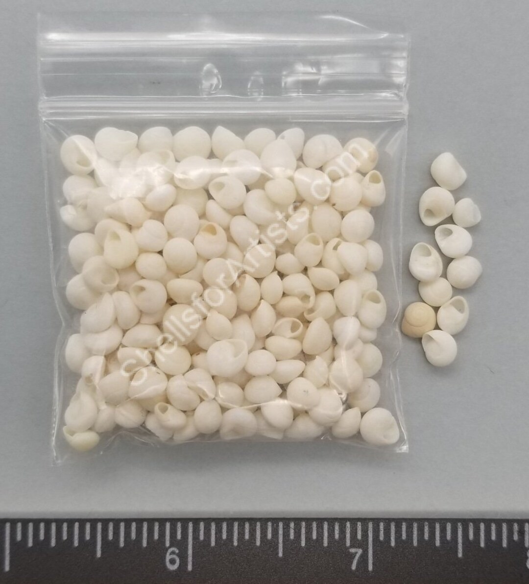 Pure White Polynesian Pikake Shells Vintage Stock 4mm to 6mm 2x2 Bag - Etsy