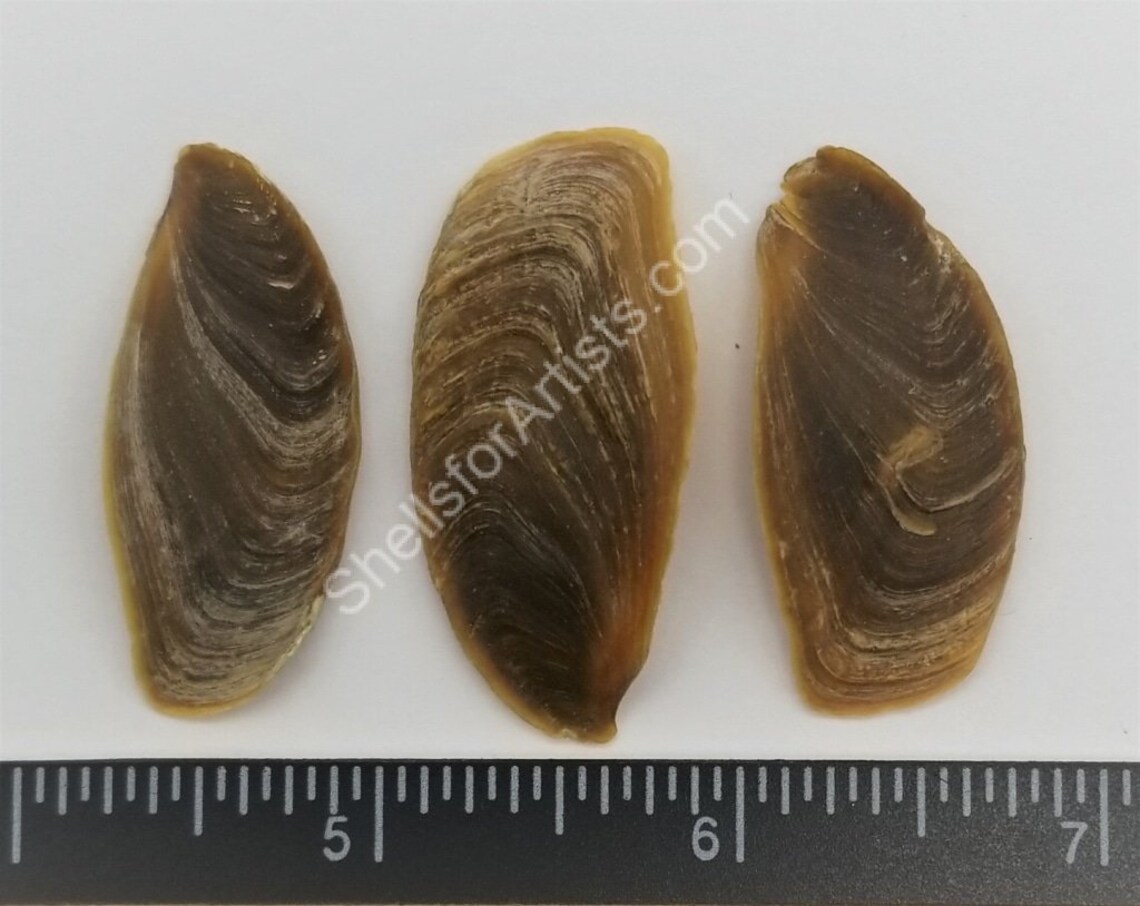 Whelk Operculums 32pcs 1.5 to 1.75 | Etsy