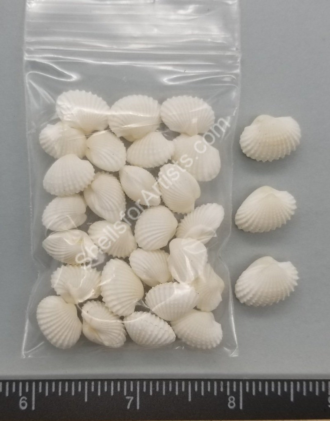 Pure White Ark Shell Pairs Smallest 13mm to 18mm 25pcs - Etsy