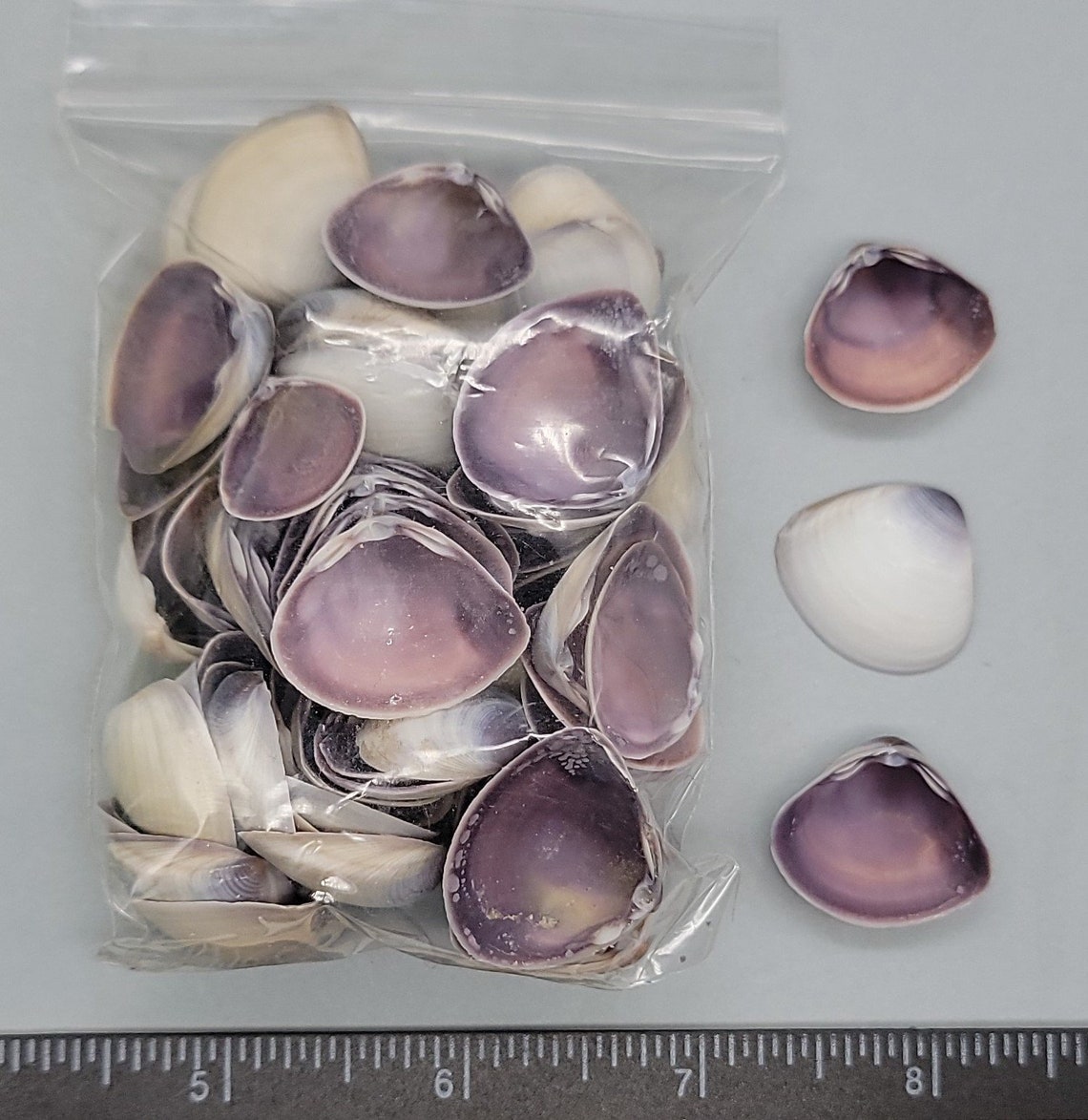 Large Purple Mactra Shells 15mm to 25mm 3x 4 | Etsy