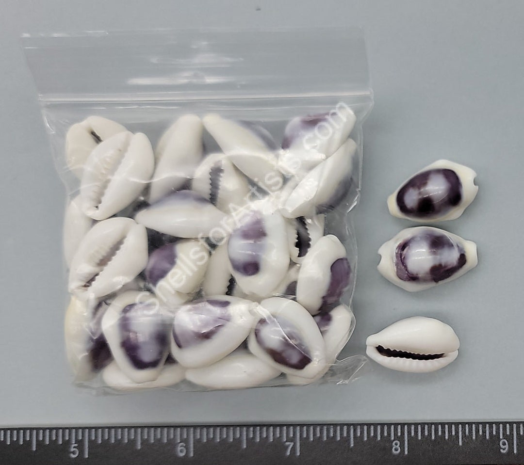 Purple Top White Bottom Gold Ringer Cowry - Etsy