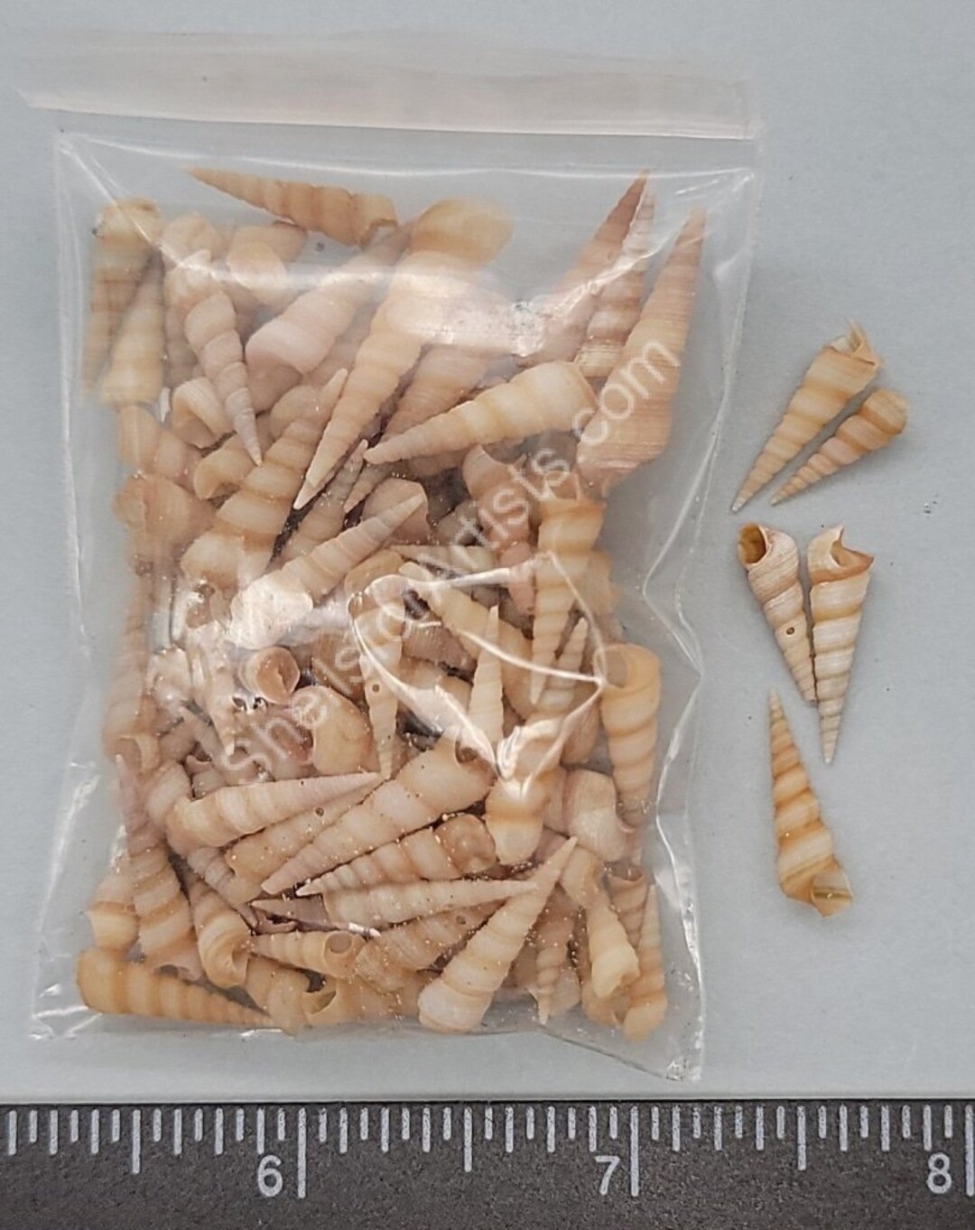 Beautiful Tiny Turritella Shells 16mm to 20mm 100pcs - Etsy