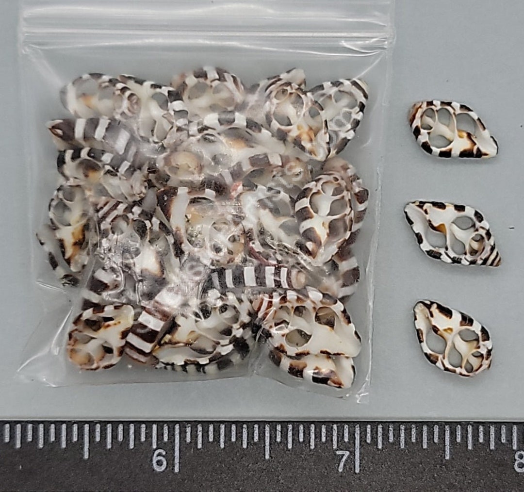 Center Cut Black and White Striped Bumble Bee Shells 12mm to - Etsy