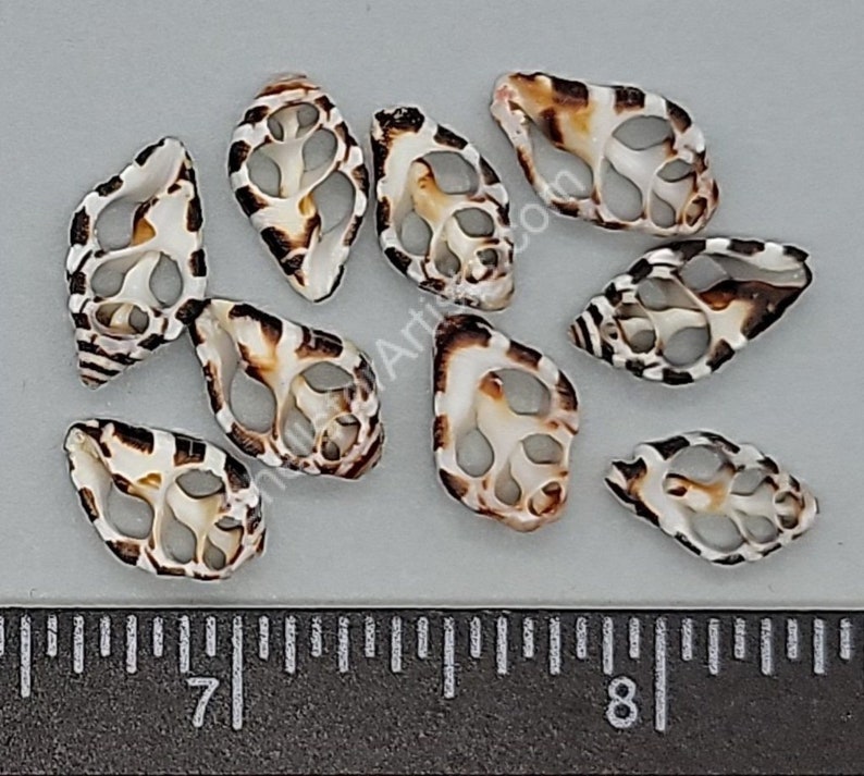 Center cut black and white striped Bumble Bee shells | Etsy