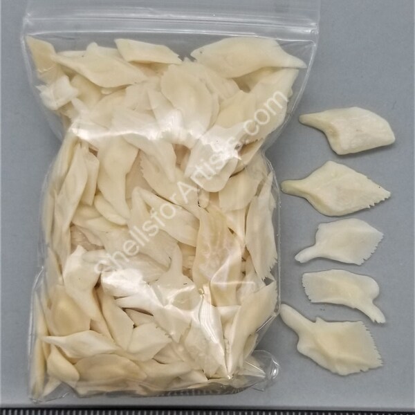 Gar Fish Scale - Etsy