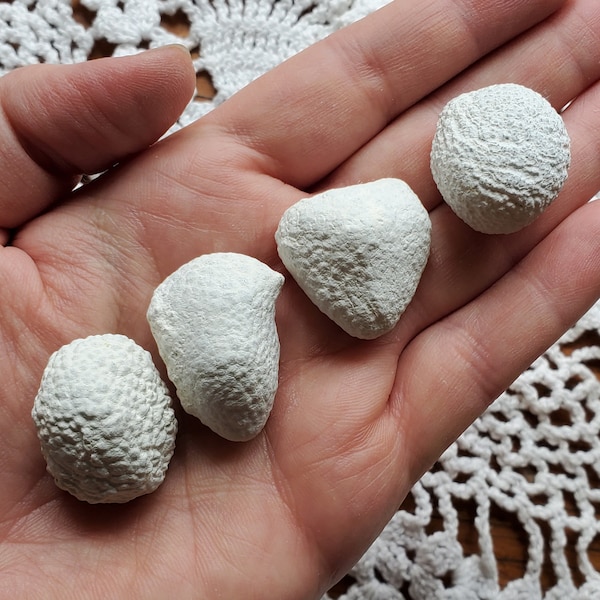 Snakeskin Agate - Etsy