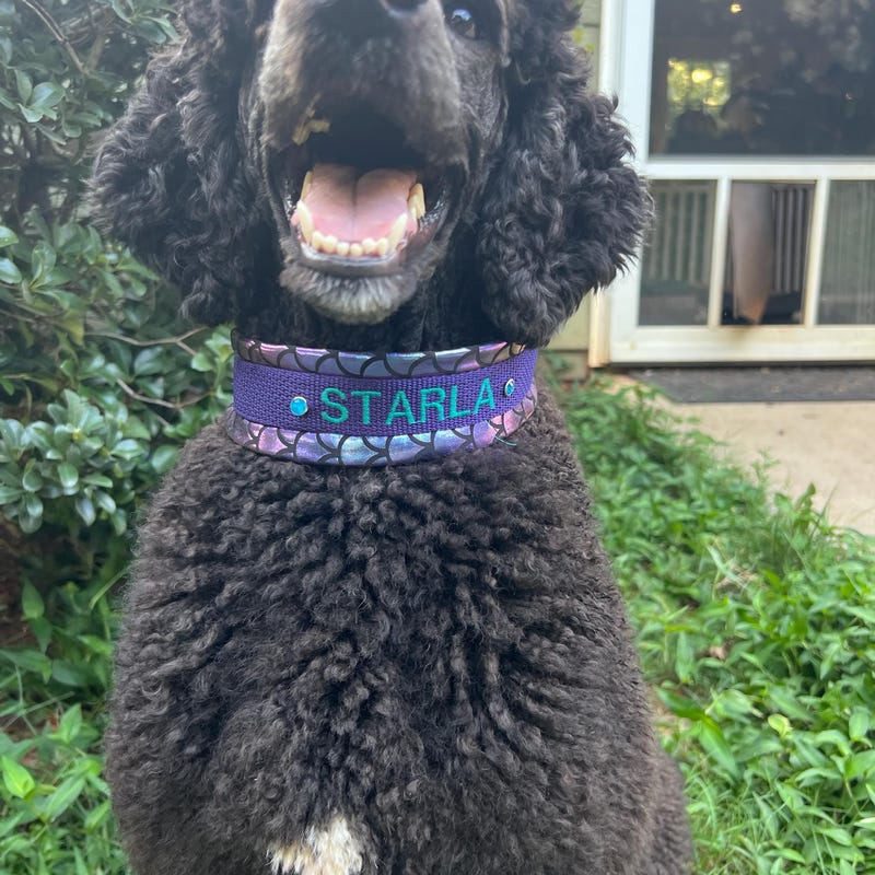 Fur Saver Collar Poodle - Etsy