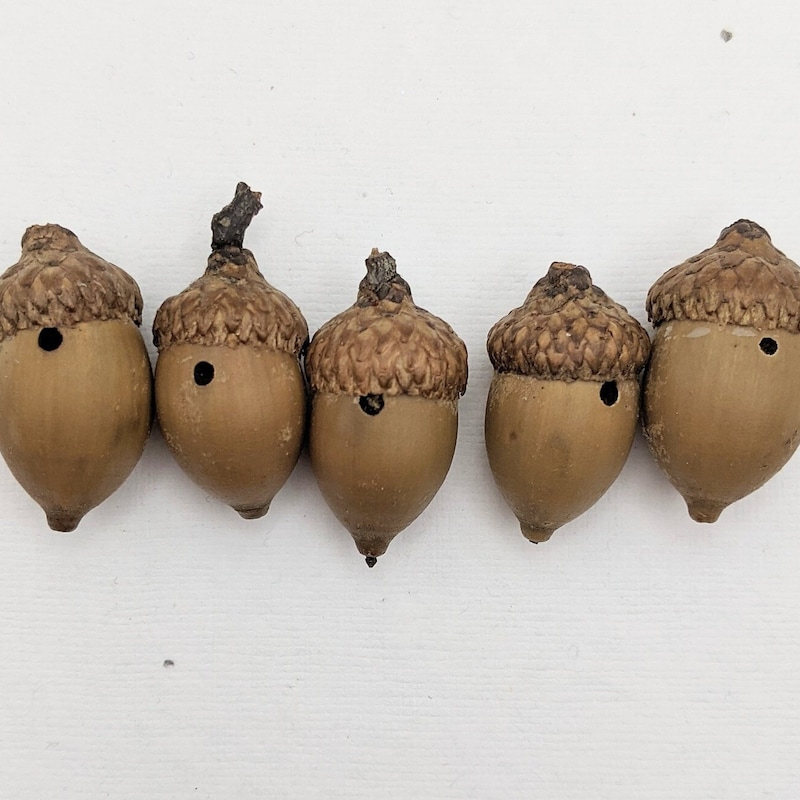 Miniature Acorns - Etsy