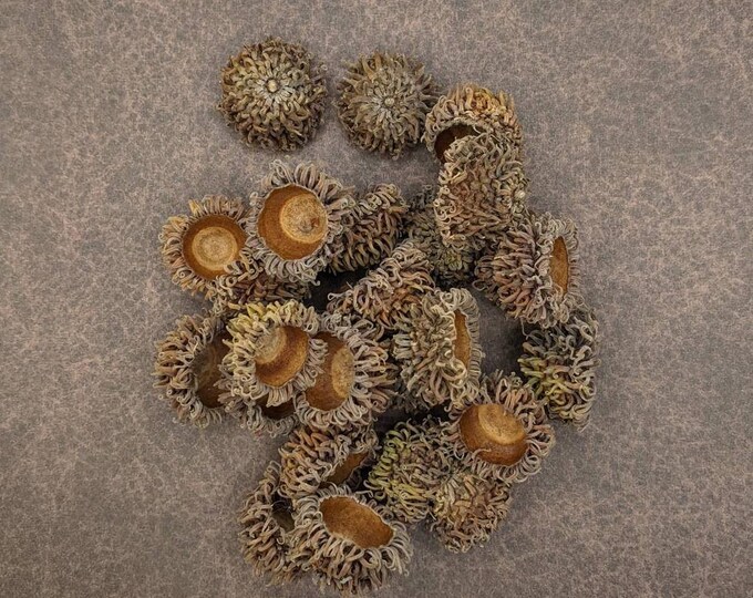 15 Fringed BURR OAK ACORN Caps for Crafts Fairy Gardens - Etsy