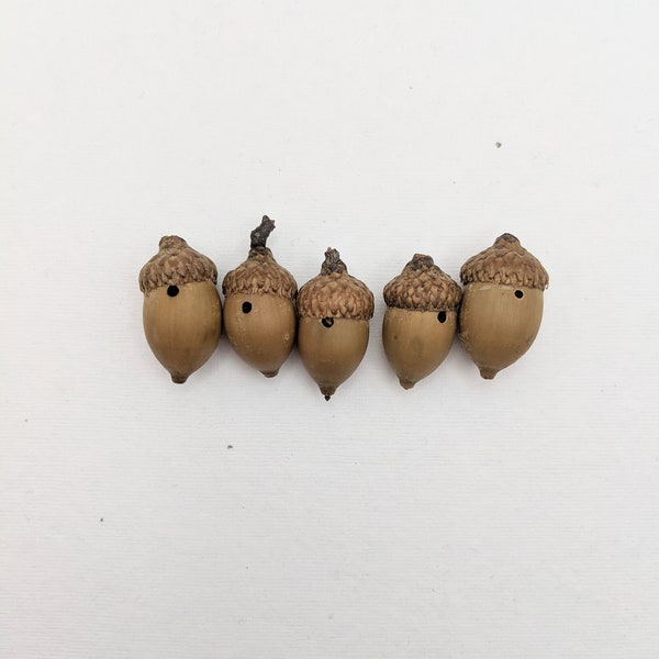 Miniature Acorns - Etsy