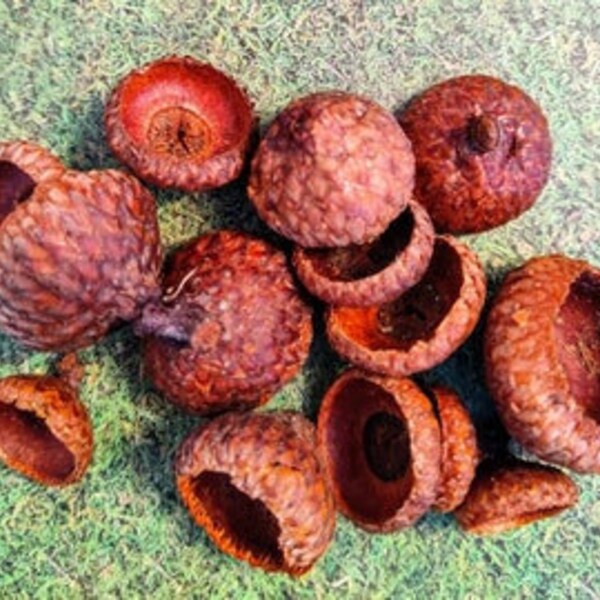 Acorn Caps - Etsy