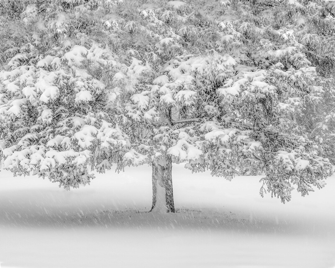 Beautiful Evergreen Trees, Major Snowfall, Quebec, Winter Trees, Winter ...