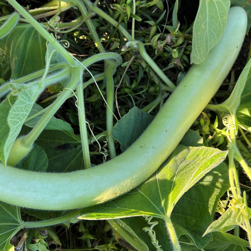 Gourd Water Bottle - Etsy