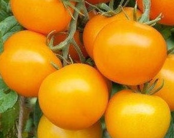 Orange Hat Tomato Seeds Micro Dwarf Tomato Plants Aerogarden Tomato ...