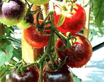 Bosque Blue Bumblebee Tomato Seeds Yellow Organic Heirloom USA - Etsy